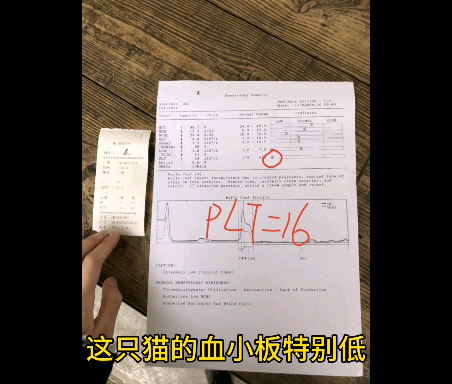 兽医陈满福告诉你犬猫血常规如何正确解读～