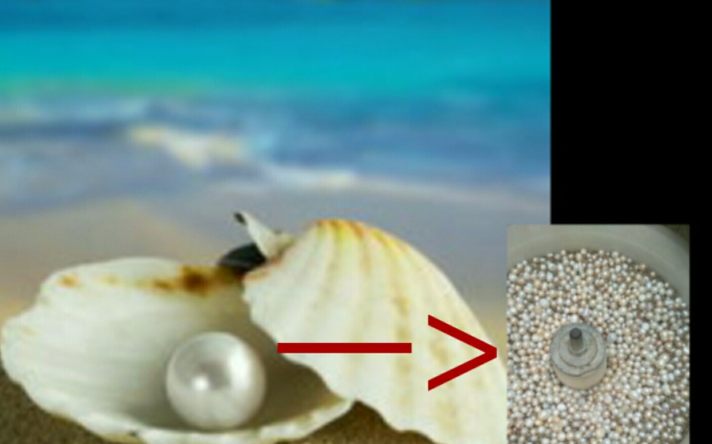 贝壳里的珍珠是如何磨成的?你知道吗?