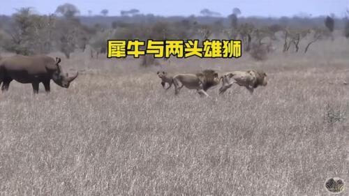 两头雄狮捕猎小犀牛,犀牛妈妈愤怒值爆表发起反击行动