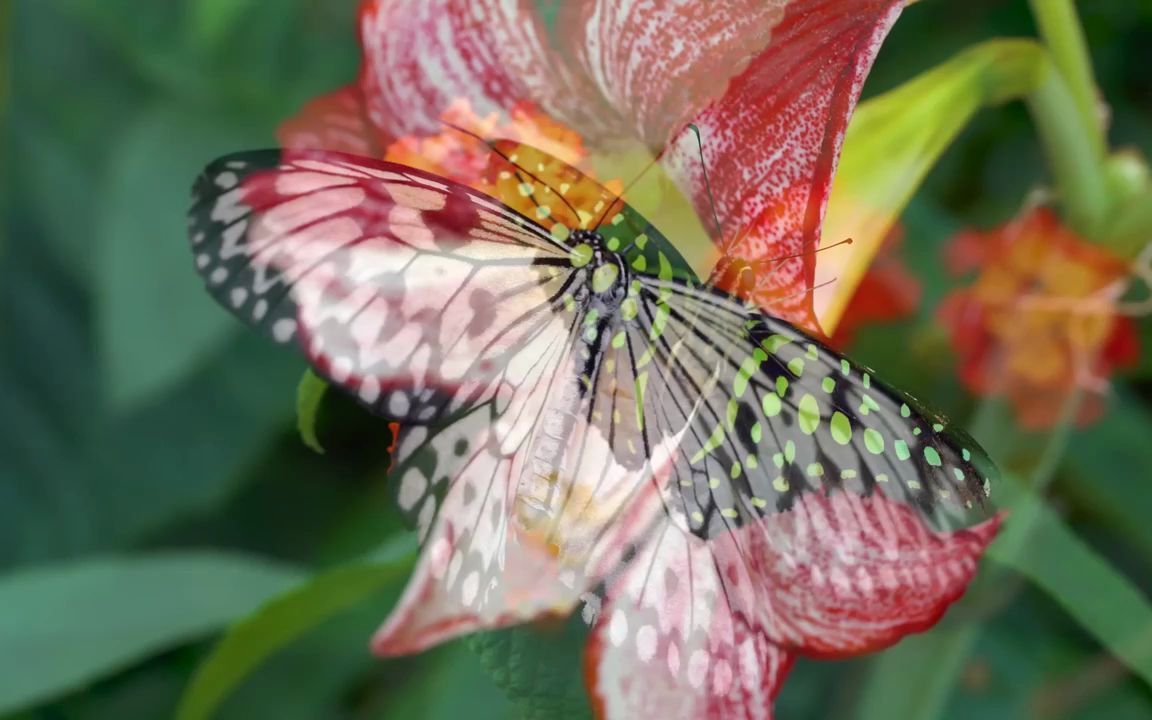 ...森林蝴蝶森系童话婚礼婚庆结婚歌舞表演节目舞台LED大屏幕视频...