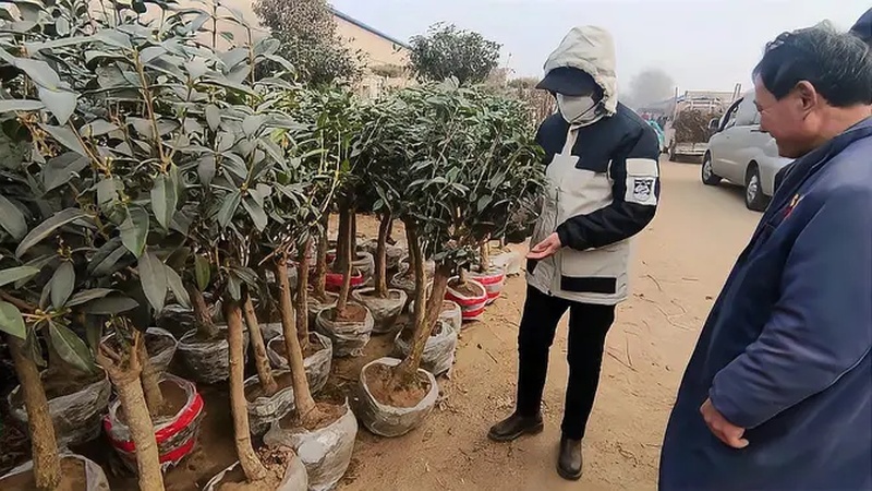 大哥100多淘了一种结籽桂花,据说本地人结婚必买,早生“桂籽”