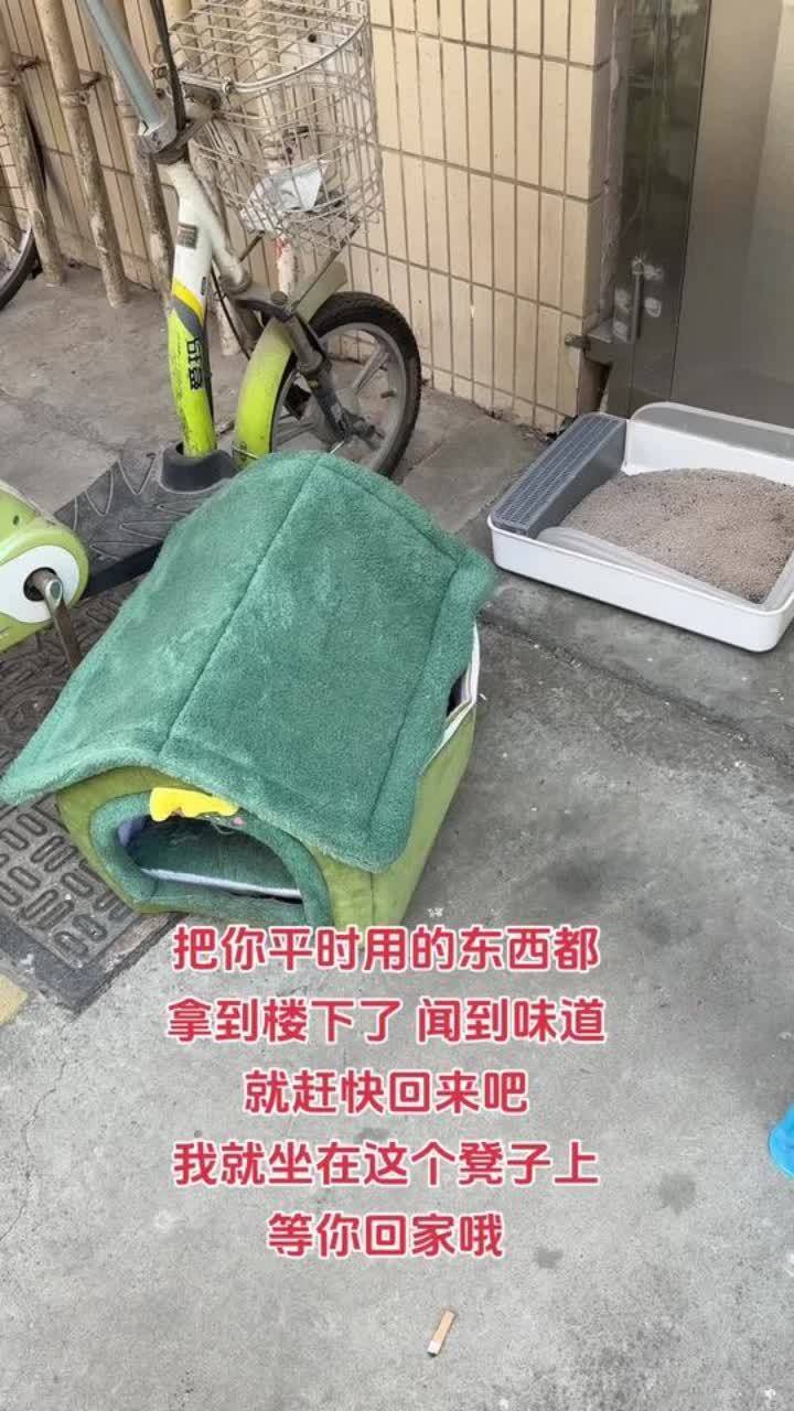 白天猫都躲在哪里啊?怎么找都找不到