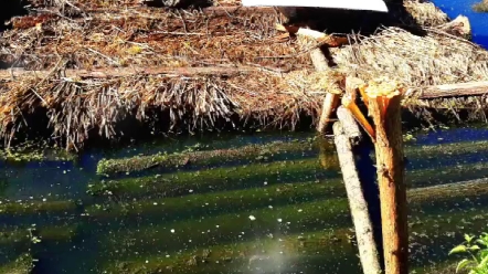 大家知道这些木头为什么泡水里吗?这是腾冲,每家要准备盖房子,会提前...