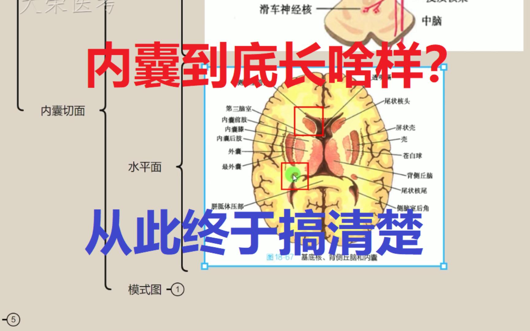 中枢锥体系(上):先把内囊说明白