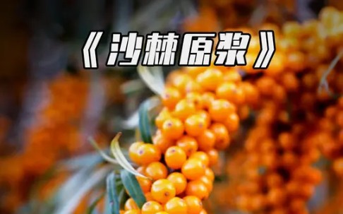 沙棘原浆是如何制作生产的?