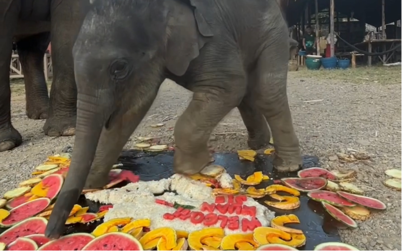 以大象蛋糕祝贺Ailsa、Eason弄璋之喜,Xuanjie 弥月之喜