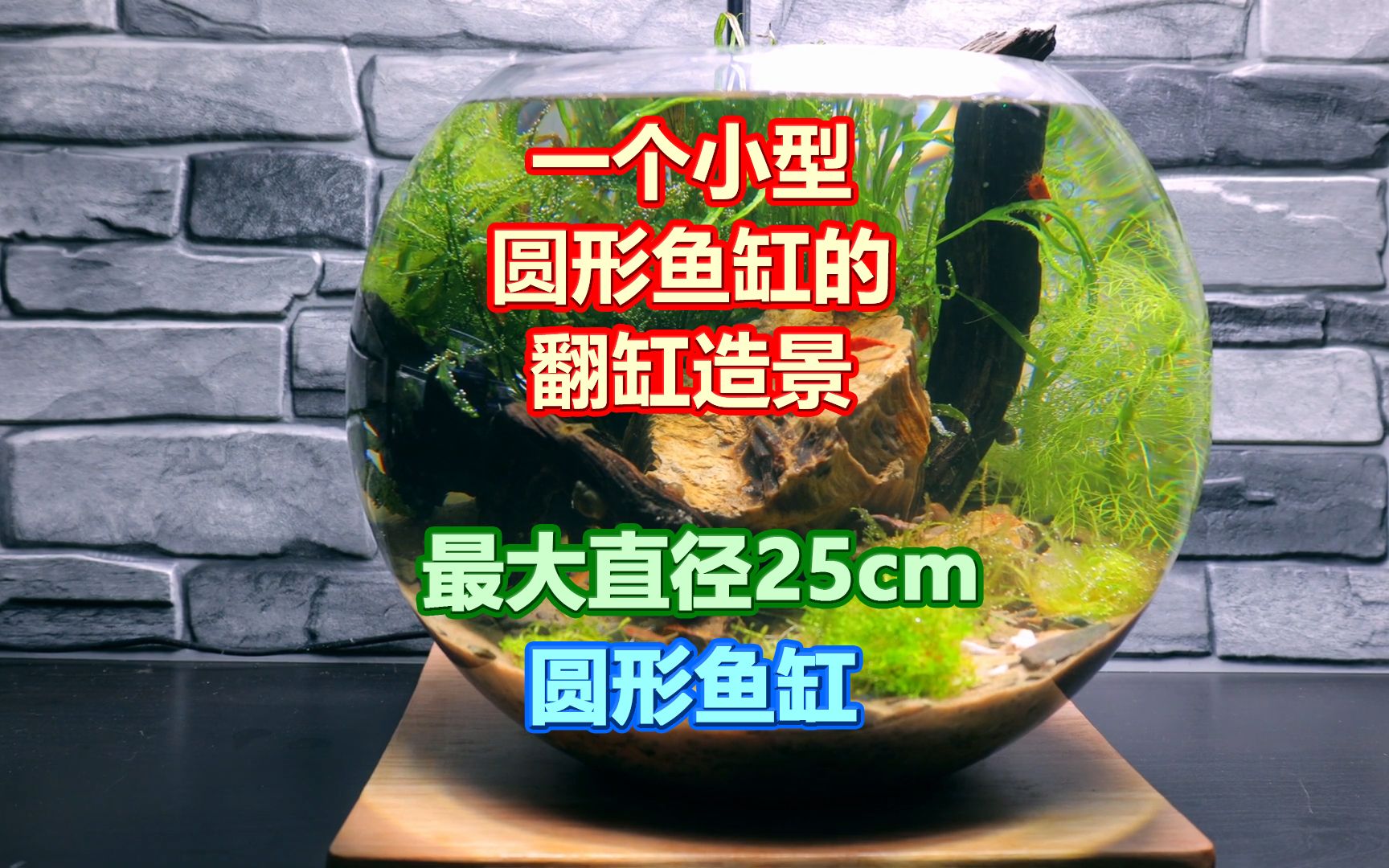 一个圆形鱼缸的翻缸过程,无过滤无CO2,最大直径25cm的圆形鱼缸