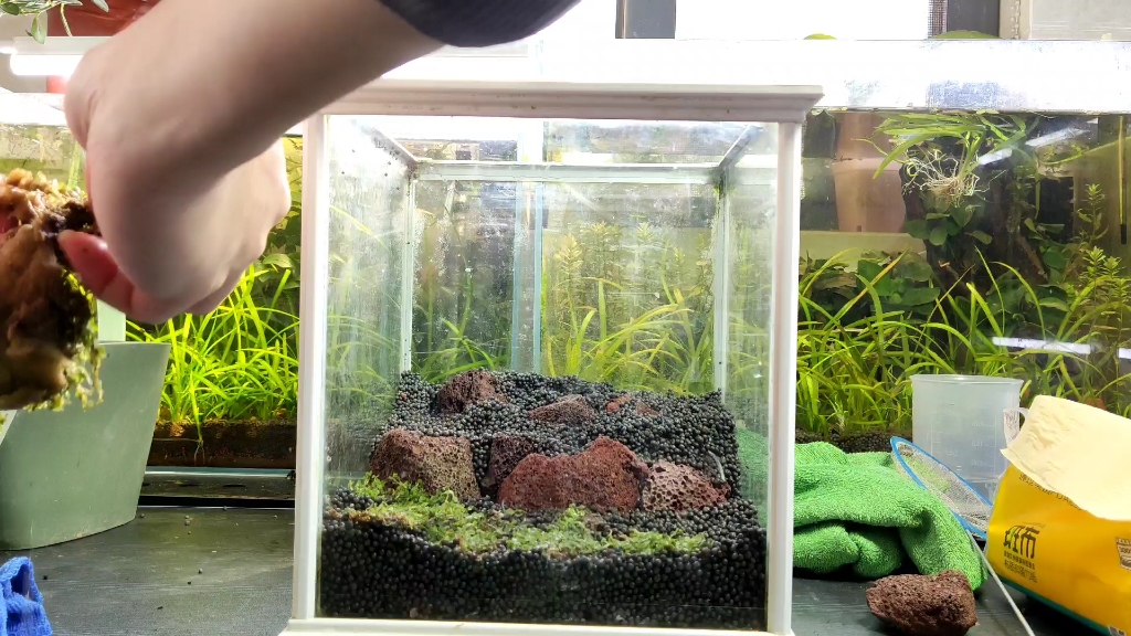 试试无水种矮珍珠