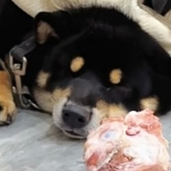 热狗doge-- 