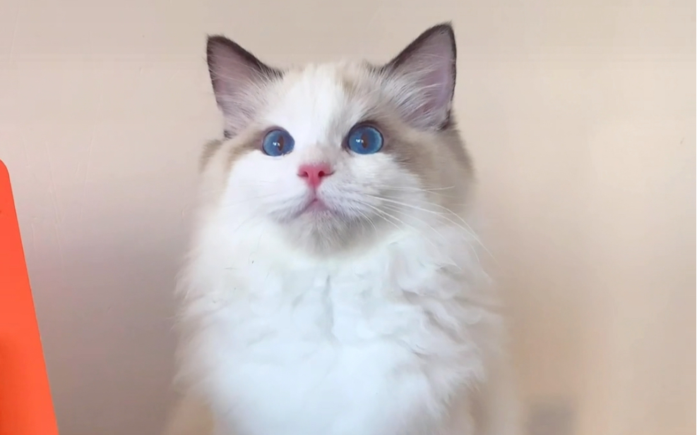 布偶猫真是越大越漂亮的品种,甜美深入人心!