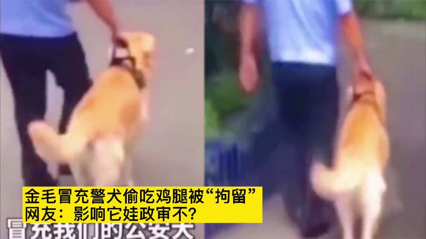 金毛冒充警犬偷吃鸡腿被“行政拘留”,网友:影响狗娃政审吗?