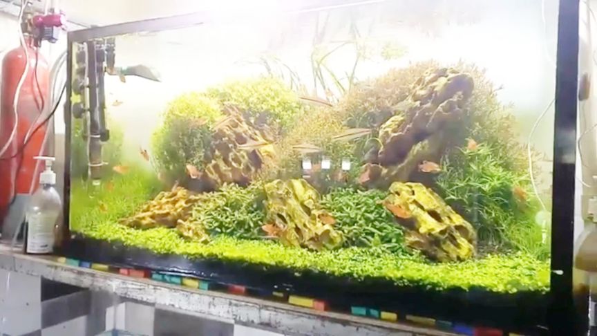 鱼友家的草缸,鱼缸边上的二氧化碳钢瓶,难道是灭火器改的?