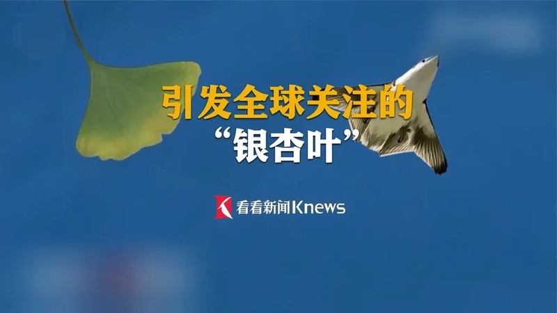 引发全球关注的 "银杏叶"