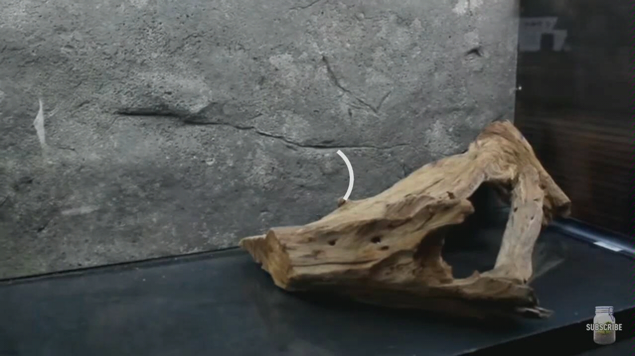 半水的水陆缸造景!