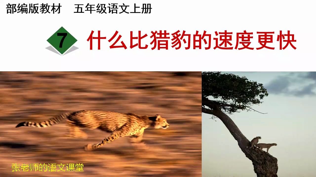 五年级上《什么比猎豹的速度更快》,走近作者,更好了解课文内容