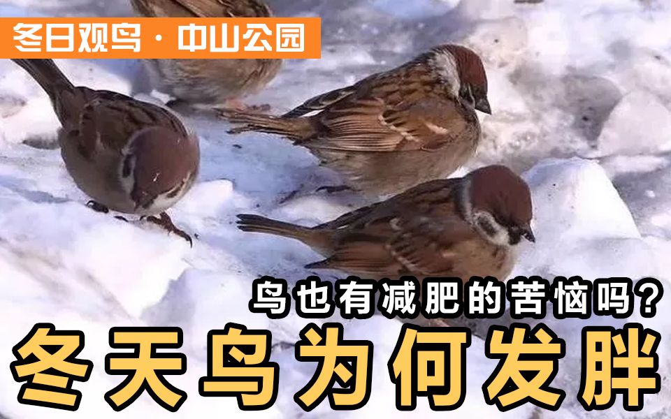 冬日观鸟·中山公园丨鸟儿在冬天为何会发胖?