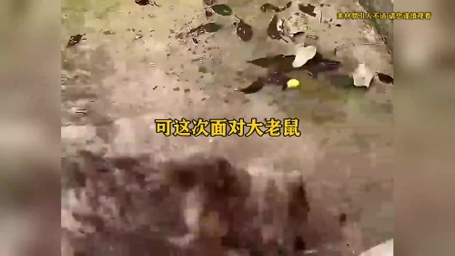 精彩的动物世界:土狼大战大老鼠,看是青铜,结果是个王者