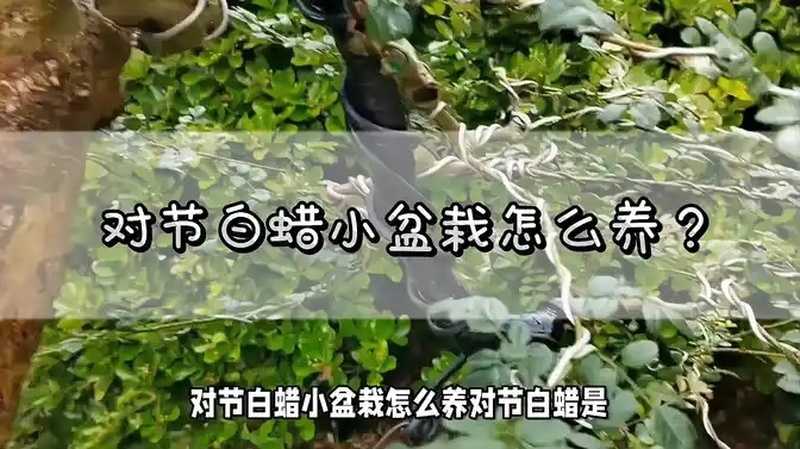 对节白蜡小盆栽怎么养?