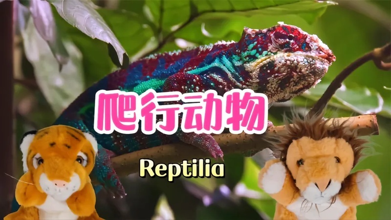 你知道爬行动物都有哪些吗快跟可爱绿了解吧,让英语从此有趣!