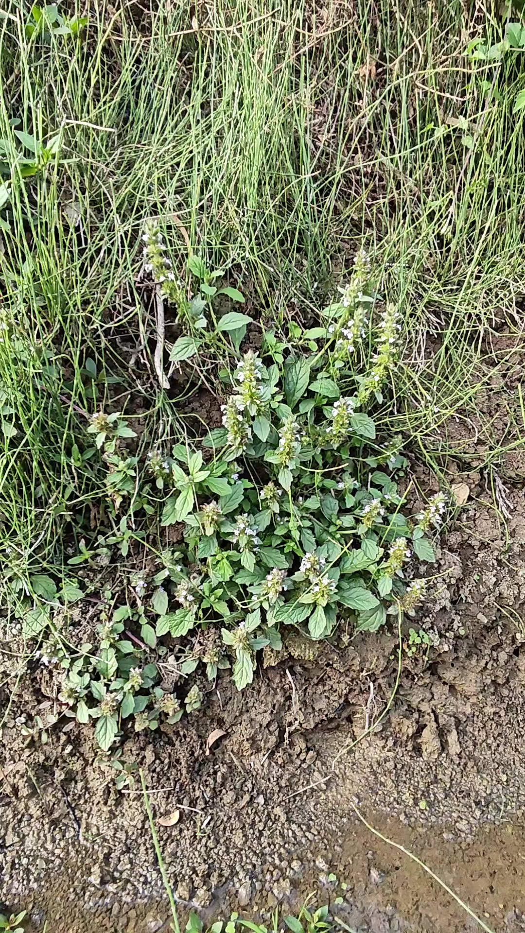 #识百草 #我的农村生活 #植物生长过程 #一花一叶皆菩提 #认识植物