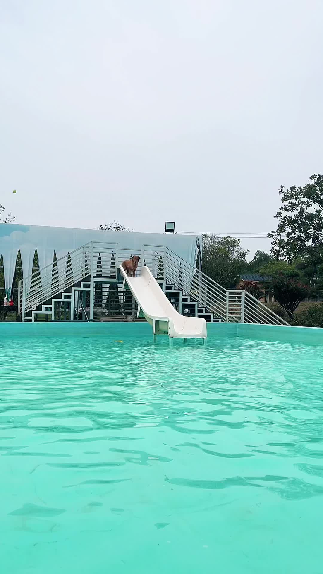 一定看到最后哈哈哈 #狗狗游泳 #露天泳池