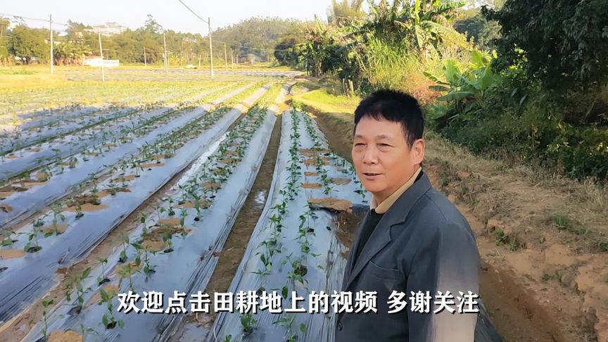 辣椒种植已经有许多天了,去农户田里瞧一下辣椒的生长