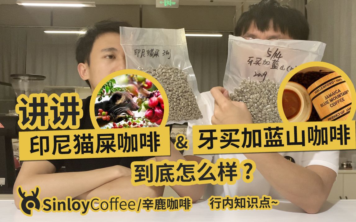 SinloyCoffee/辛鹿咖啡 巨贵的印尼猫屎咖啡&牙买加蓝山1号到底怎么样