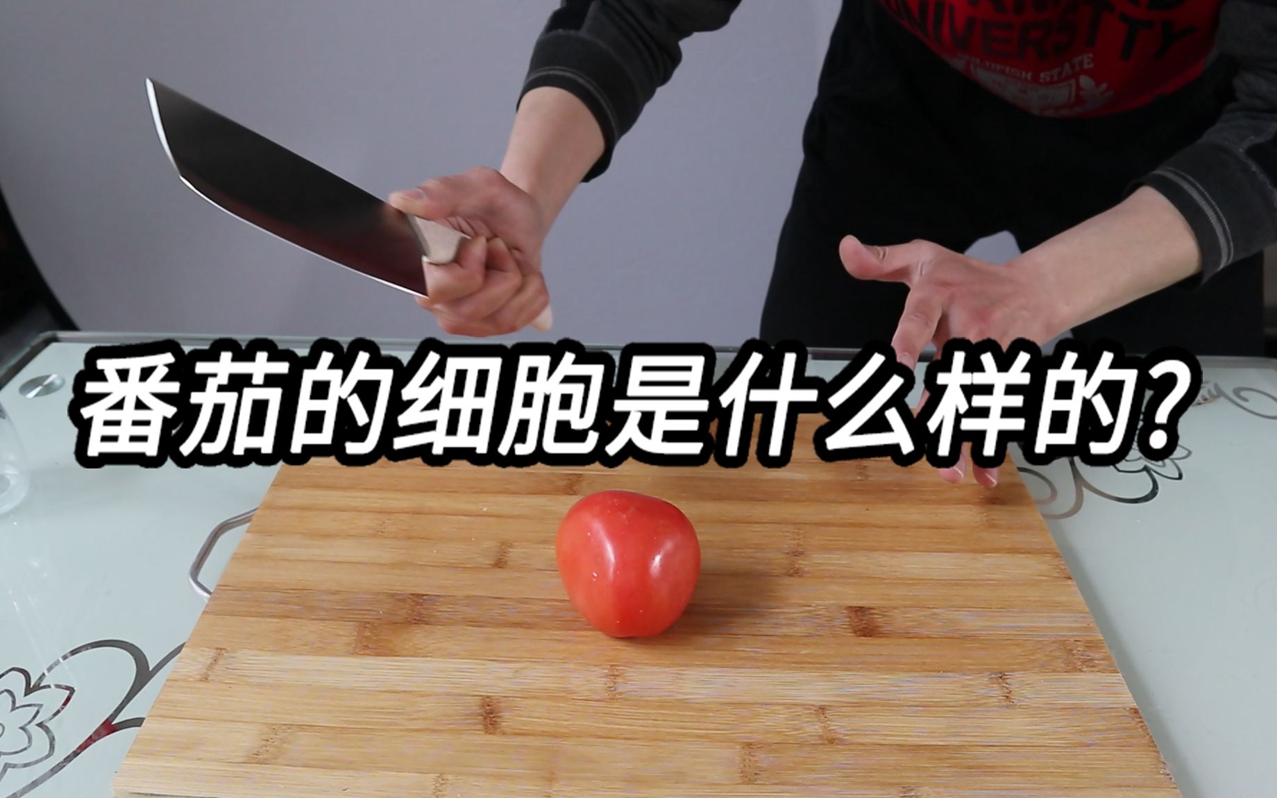 将番茄切开放到显微镜下会看到什么?番茄内部的迷你细胞世界
