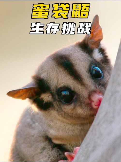 森林失火,小动物是怎样生存的