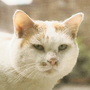 小胆矾 