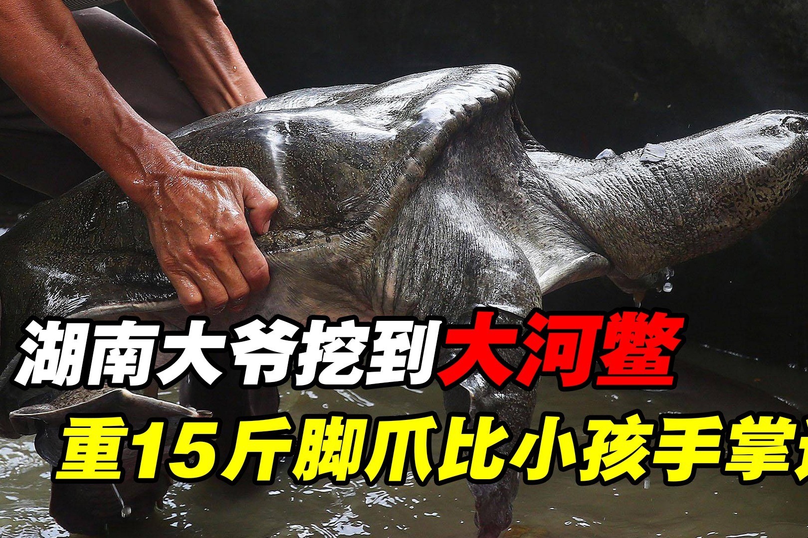湖南大爷挖到15斤大河鳖,脚爪比小孩手掌还大,价值超过5位数