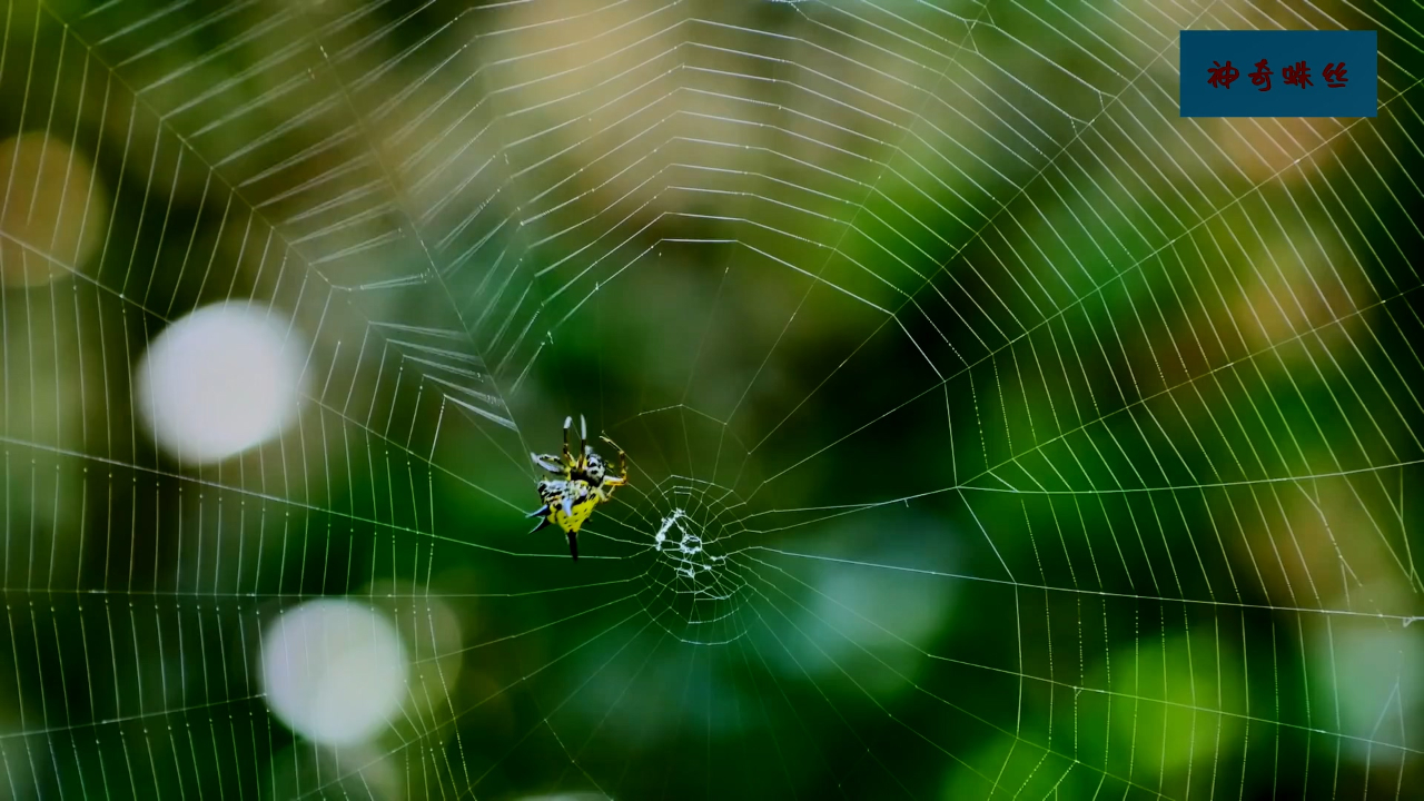 神奇的蛛丝能有何意想不到的功效?如此奇妙的生物材料前景如何?