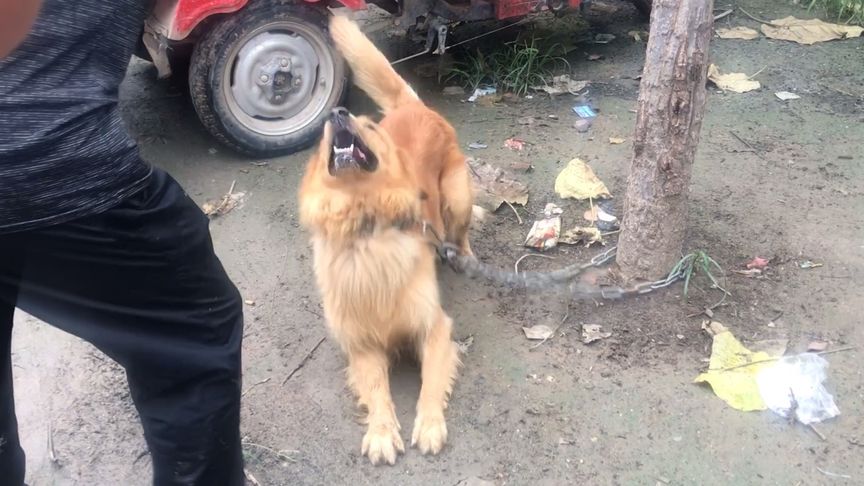 金毛太嚣张,开启“疯狗模式”见人就咬,主人扭头送上狗肉车