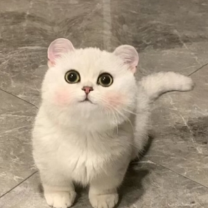 不会做动画的小辣鸡 