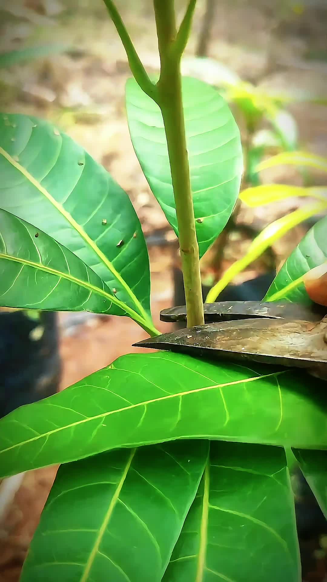 芒果树嫁接成功后的修剪及养护 #嫁接技术 #果树管理 #果树嫁接 #...