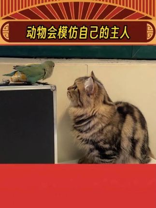 动物会模仿自己的主人原来是真的#娱乐评论大赏 #猫咪 #宠物 #鹦鹉