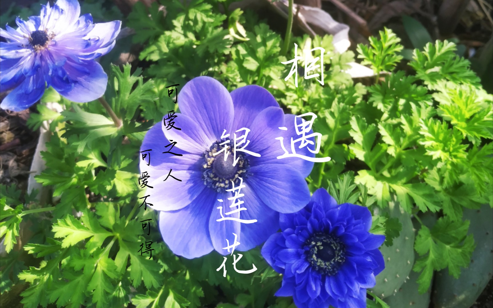 #阿晨的植物日志##银莲花#很巧合的想要介绍下植物种植日志,很巧的...