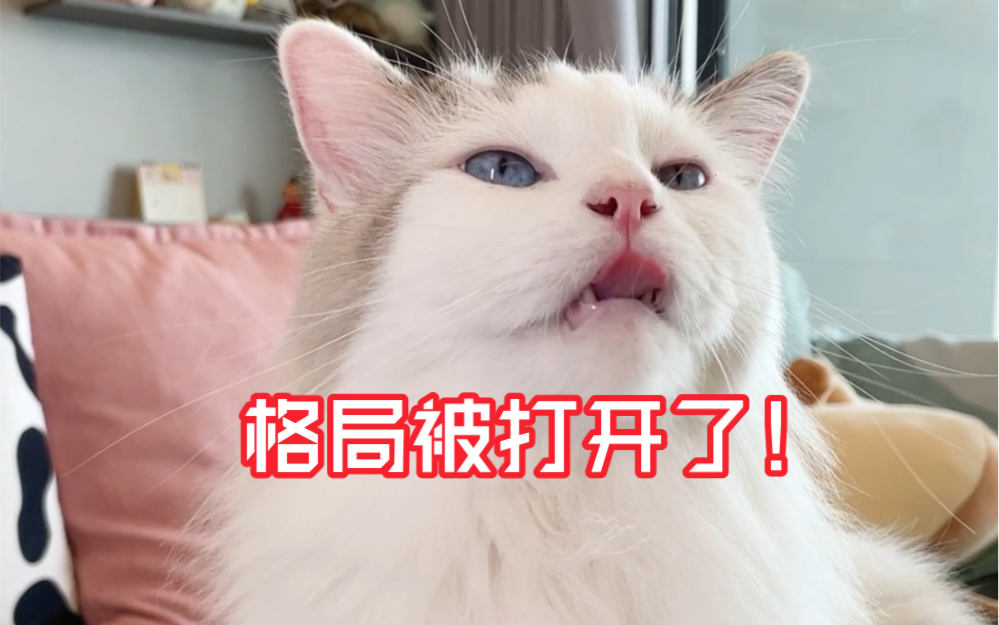 这“美国猫”还挺懂中文啊,感觉格局被打开了呀