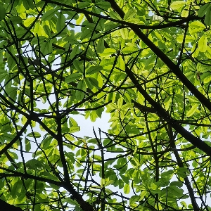 小鬼黑啊 
