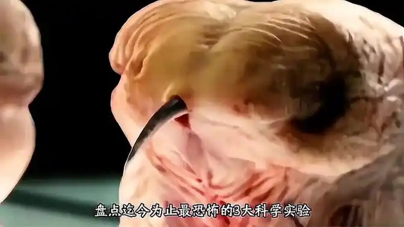最可怕的三种科学实验,每一种都违背了道德伦理!