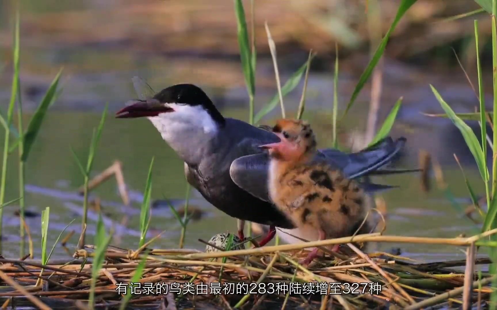 保护生物多样性•主题宣传片大联展--河北篇,“生态文明:共建地球生命...