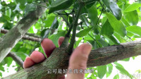 农村这种寄生木,卖200块钱一棵,你们家乡有吗?