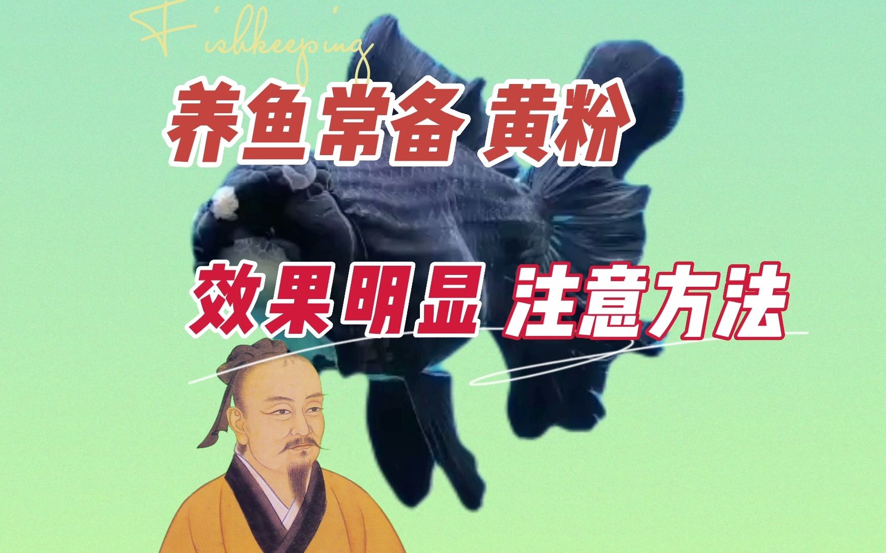 养鱼常备黄粉,效果明显,新手注意使用方法:养鱼笔记第3季71集