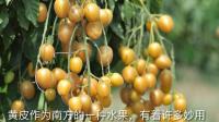 生活窍门: 黄皮果原来有那么多作用, 没吃过也得看看, 不然就错过季节了
