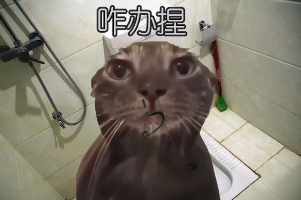 [猫meme]当我不小心把大学宿舍wc拉堵了