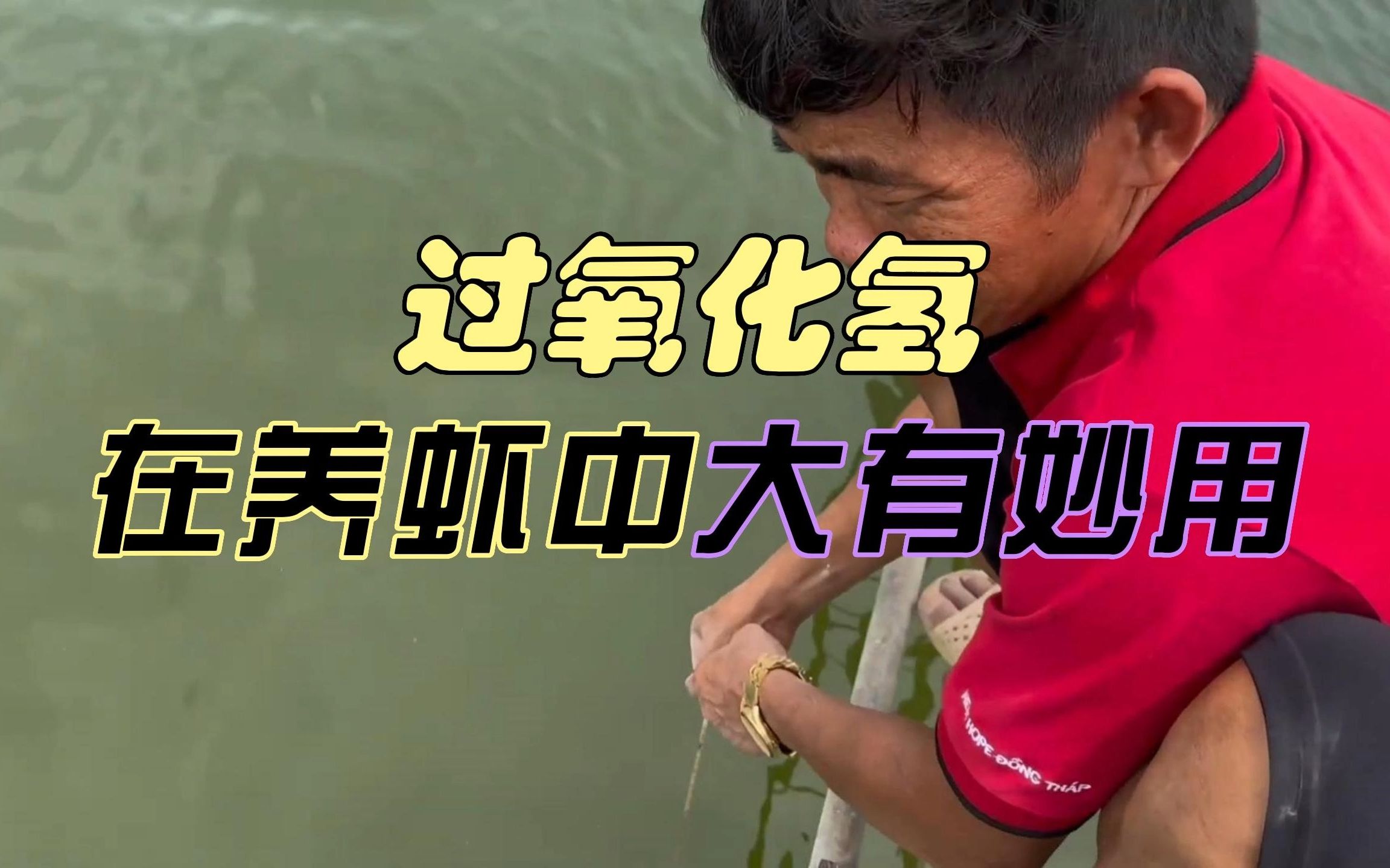 对虾养殖中,过氧化氢有大作用!但其中细节,可能你还不清楚!