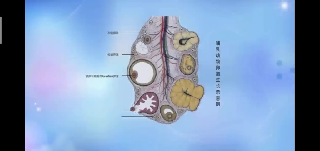 卵泡的生长过程