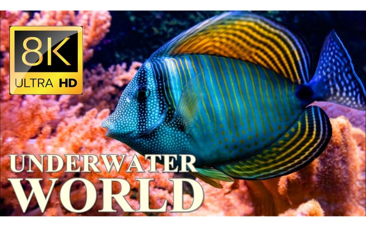 海底世界8K超高清 – 海洋生物/动物/珊瑚礁