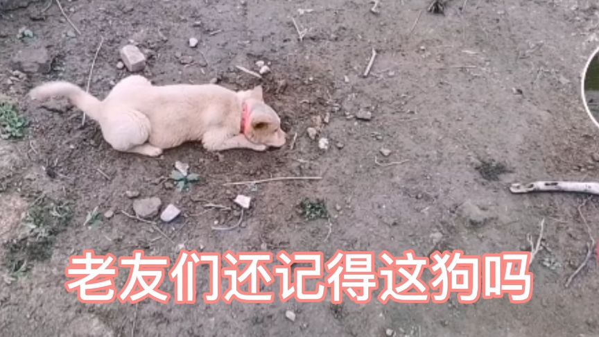 对要咬鸡的狗狗友友们有什么好方法让他改吗