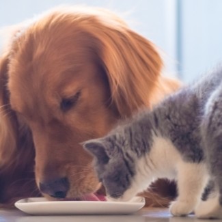 小宠物的美毛美发 